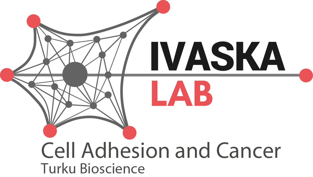 Ivaska cell adhesion and cancer Lab – Integrins, matrix, motility and ...